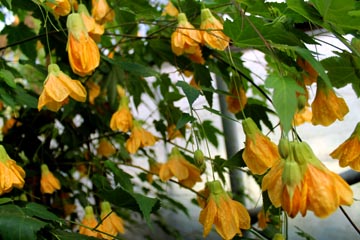 CHN - Plants - Abutilon 'Frieda'