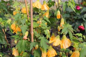 CHN - Plants - Abutilon 'Frieda'