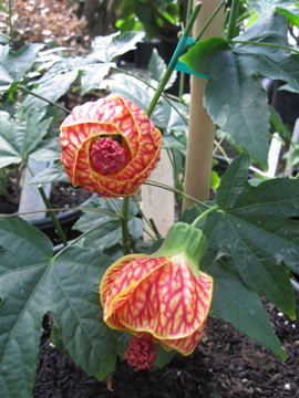 CHN - Plants - Abutilon 'Tiger Eye'
