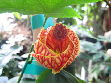 CHN - Plants - Abutilon 'Tiger Eye'