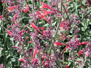 CHN - Plants - Agastache 'Pstessene'