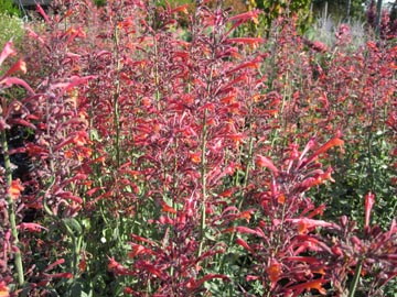 CHN - Plants - Agastache 'Pstessene'
