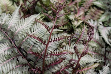 CHN - Plants - Athyrium nipponicum 'Red Beauty'