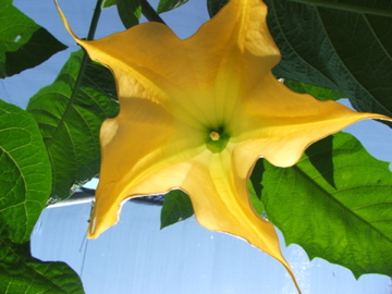 CHN - Plants - Brugmansia 'Charles Grimaldi'