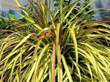 CHN - Plants - Cordyline 'Cha Cha'