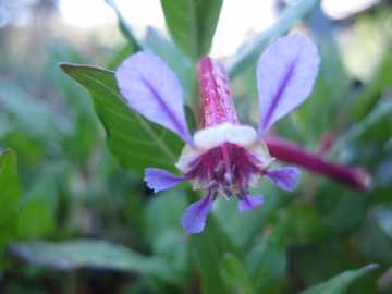 CHN - Plants - Cuphea ignea 'Starfire pink'