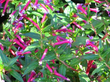 CHN - Plants - Cuphea ignea 'Starfire pink'
