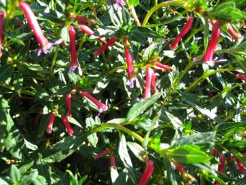 CHN - Plants - Cuphea ignea 'Starfire pink'