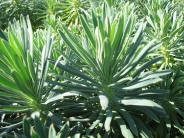 CHN - Plants - Euphorbia characias ssp. wulfenii 'Shorty'