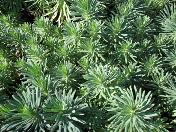 CHN - Plants - Euphorbia characias ssp. wulfenii 'Shorty'