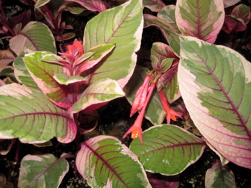 CHN - Plants - Fuchsia triphylla 'Firecracker'