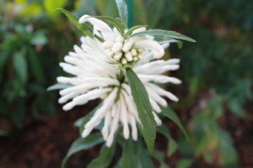 CHN - Plants - Leonotis leonurus 'Alba'