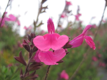 CHN - Plants - Salvia greggii 'Wild Thing'